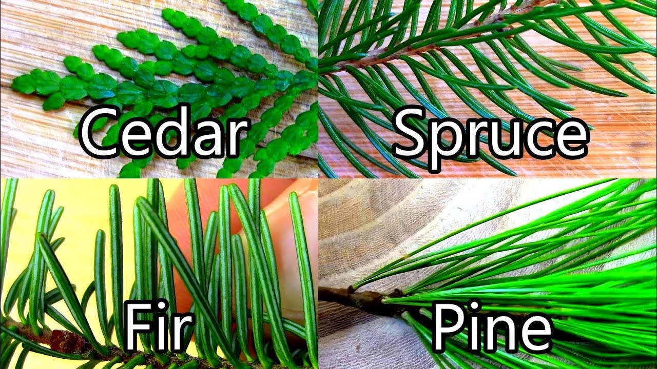 Cedru-vs.-Brad-Pin-Molid